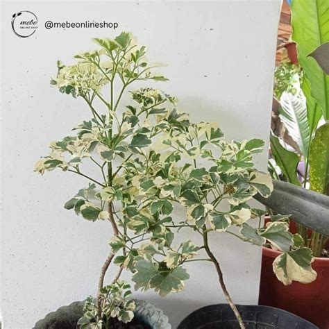 Polyscias Aralia Varieties Uprooted Live Plants 007 Luzon Only