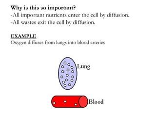 Cell Size PPT Biological Sciences Science
