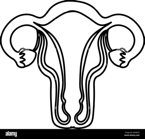 Diagrama Del Sistema Reproductor Humano Femenino
