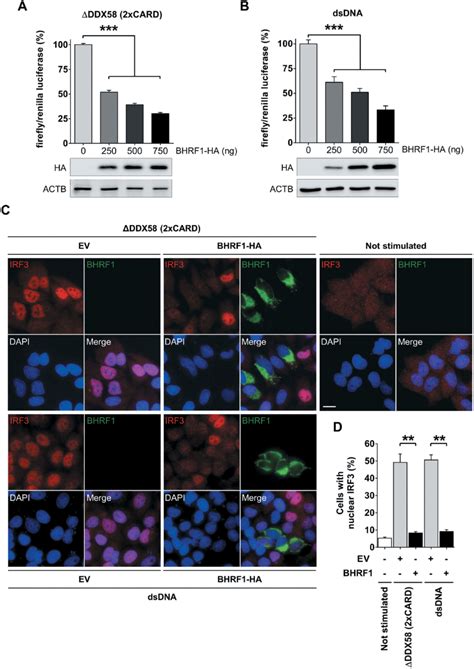 Bhrf1 Inhibits Type I Ifn Induction Via Mavs Or Sting1 Signaling