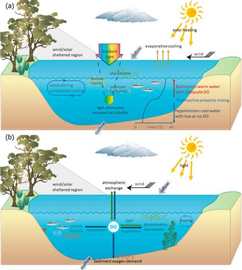 Conceptual Model Of Processes Influencing River Waterhole A Thermal Download Scientific