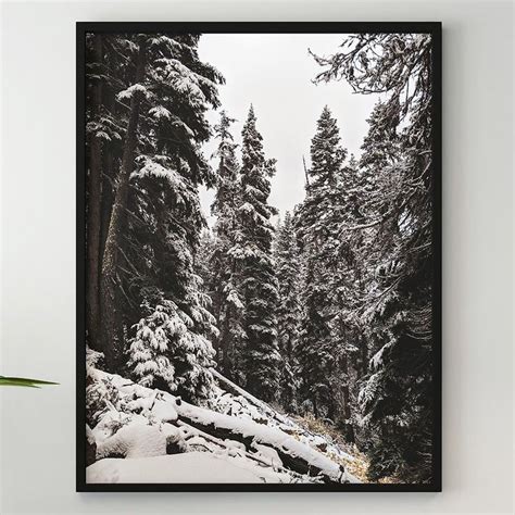Dark Forest Black Winter Coniferous Forest Wild Snowy Trees Snow White