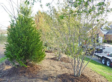 How Do I Select Trees For My Berm