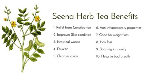 12 Best Health Benefits Of Senna Tea Herb Taste Side Effects