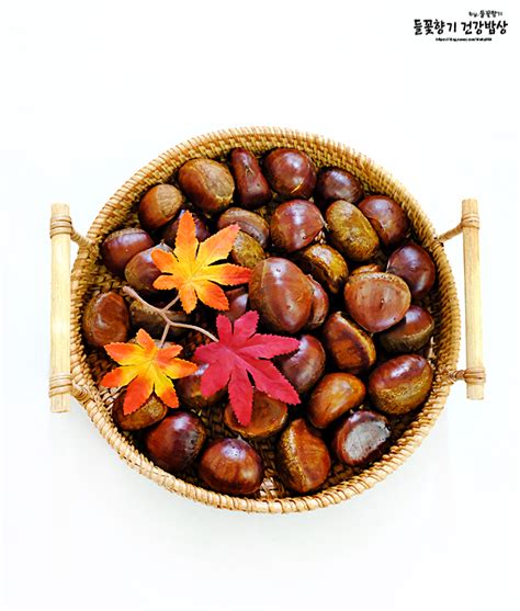 밤 알밤 보관법 생밤 벌레없이 오래두고 먹는 밤보관방법 네이버 블로그