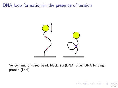 Polymer Looping Effects Of Macromolecular Crowding And External Tension Ppt