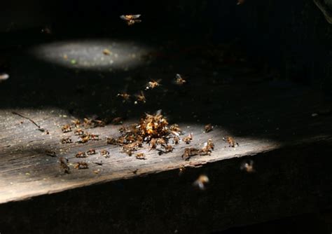 All Female Termite Colonies Doing It For Themselves Forest And Wood