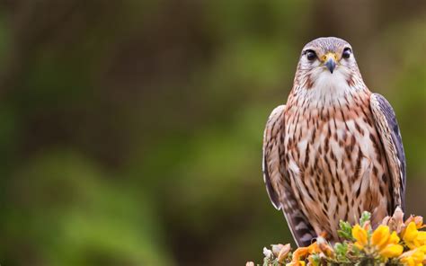 Merlin Falcon Bird Wallpaper 1920x1200 13799