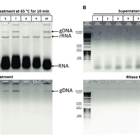 Cell Lysis Buffer Composition And Temperature Regimens Of Chromatin
