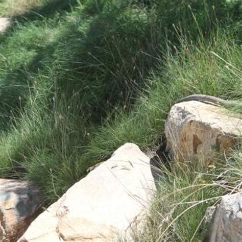 Delta Bluegrass Company Native Bentgrass Devil Mountain Wholesale Nursery