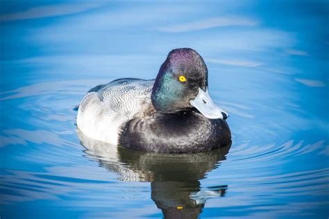 Greater Scaup Identification And Behaviors