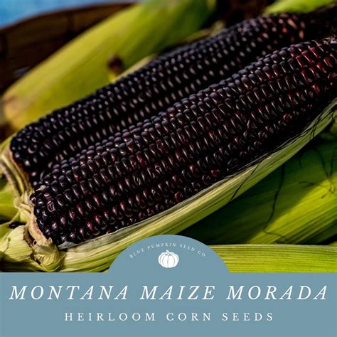 Montana Morado Maize Corn Seeds Perfect For Homemade Purple Cornbread Great For Cooler