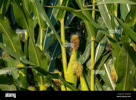 Cornfield With Corn Ear And Silk Growing On Cornstalk Ethanol Farming