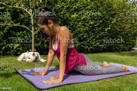 운동 하는 동안 상승 개 요가 스트레칭을 수행 하는 아시아 여성 그녀의 흰색 서쪽 고원 테리어 개 옆에 여름에 외부 요가에 대한 스톡 사진 및 기타 이미지 Istock