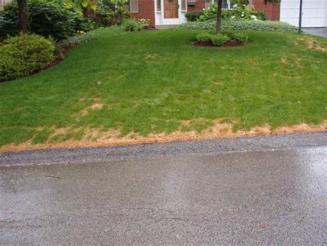 New Yard Problem Pythium Blight Lawn Care Forum