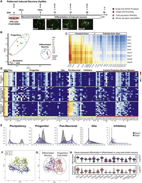 Combining Ngn2 Programming With Developmental Patterning Generates Human Excitatory Neurons With