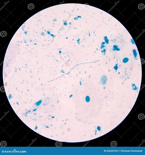 Coccus Bacteria Under A Microscope