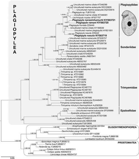 Bayesian Inference Tree Of The Class Plagiopylea Based On 18s Rdna Download Scientific Diagram