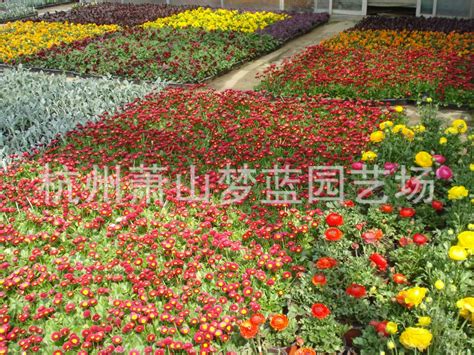 时令花卉和种植效果图 植物种植图 阳台装修效果图 大山谷图库