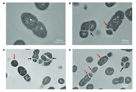Enterococcus Faecalis Mj26 Cells Showed Impaired Cell Division