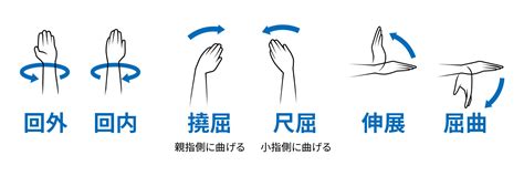 TFCC損傷手首の痛みを感じたら 原因対処法予防についてジャーナルサポーターザムスト公式オンラインショップZAMST Online