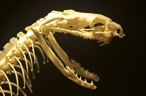 Скелет Змей Фото – Telegraph