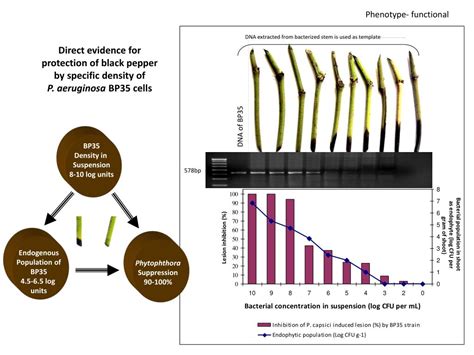 Ppt Multilocus Sequence Typing Of Bacteria A Genotypic Tool For Strain Selection Powerpoint