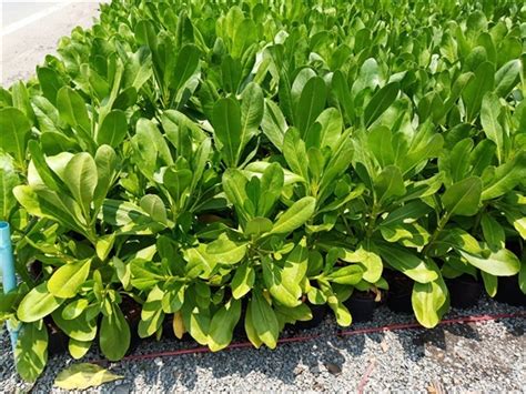 รายชื่อร้านขายรักทะเล ในอำเภอเมืองนครราชสีมา จังหวัดนครราชสีมา