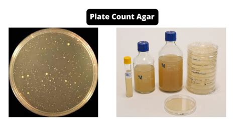 Endo Agar Composition Principle Preparation Results Uses