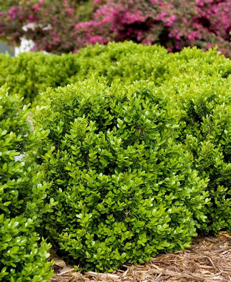 Types Of Boxwood Shrubs Boxwood Plants Ihmc