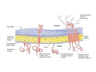 Nutritional Biochemistry Lecture Lipids Can Be Taught Go PPT Chemistry Science