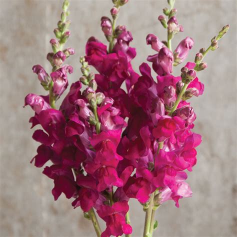 Potomac Royal F1 Snapdragon Seed Seedsday