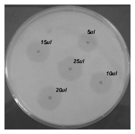 A Sds Denatured Page Of Standard Marker Lane 1 Purified Phb