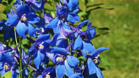 11 Best Perennial Delphinium Varieties To Grow This Year
