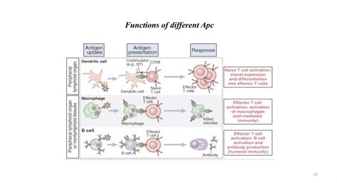 Antigen Presenting Cell Pptx Genetics Science