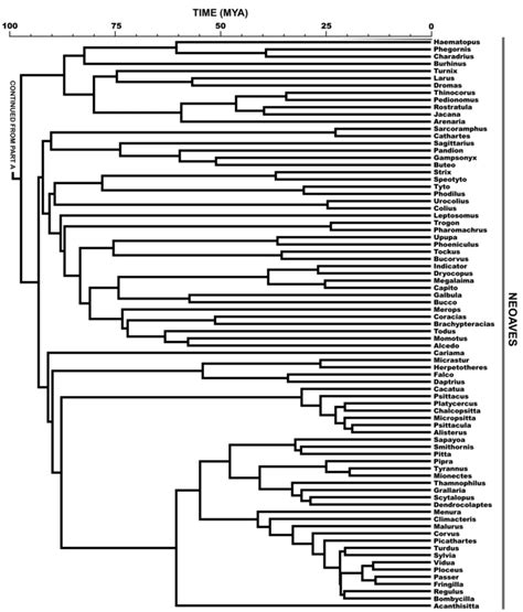 Figure S3 Chronogram Based Upon The Hackett Et Al 2008 Phylogeny