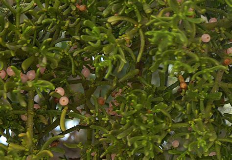 Phoradendron