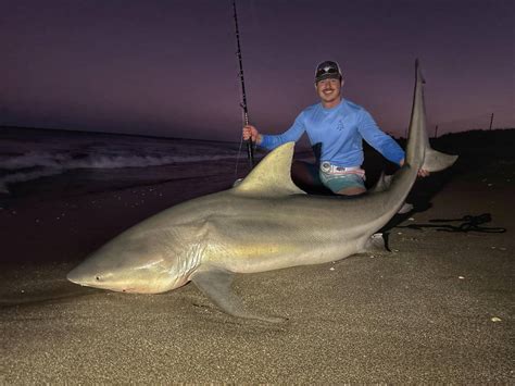 Can You Catch Or Keep A Shark In Florida What To Know About The State