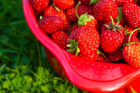 풀밭 배경의 붉은 그릇에 신선한 잘 익은 육즙이 많은 딸기 0명에 대한 스톡 사진 및 기타 이미지 0명 건강한 생활방식 건강한 식생활 Istock