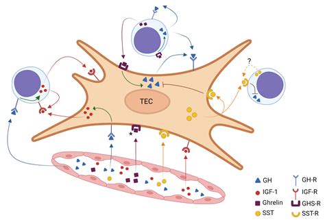 Frontiers Intrathymic Somatotropic Circuitry Consequences Upon