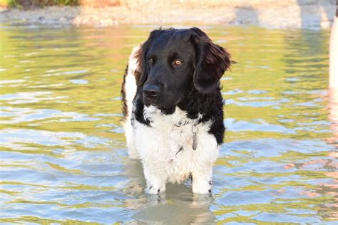 Bijwerkingen Teken En Vlooienmiddel Easecto Pup Van 7 Maanden Oud