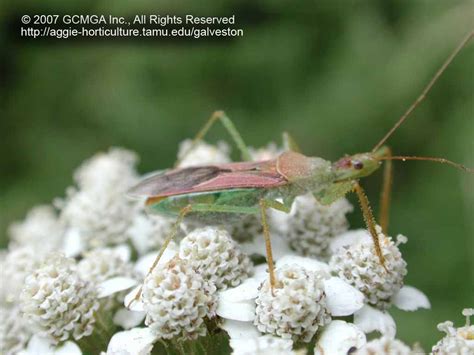 Leafhopper Assassin Bug