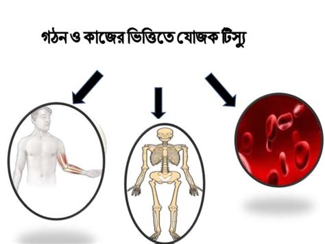 Class 9 And 10 Lesson 2 Class No 11 Cell Pptx
