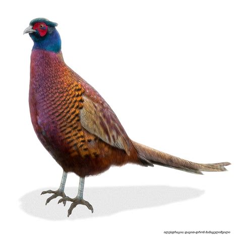 ხოხობი Map