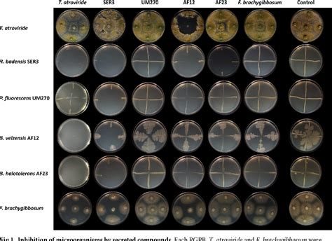 Figure 1 From Plant Growth Promoting Bacteria Potentiate Antifungal And Plant Beneficial