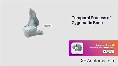 Zygomatic Bone Temporal Process