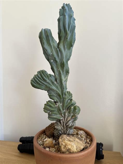 My Myrtillocactus Geometrizans Crest Rcactus