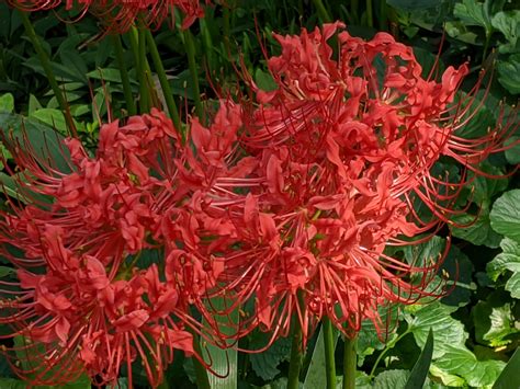 Japanese Spider Lily