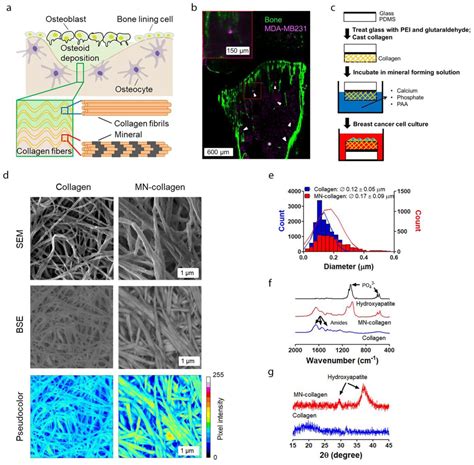Bone Matrix Collagen