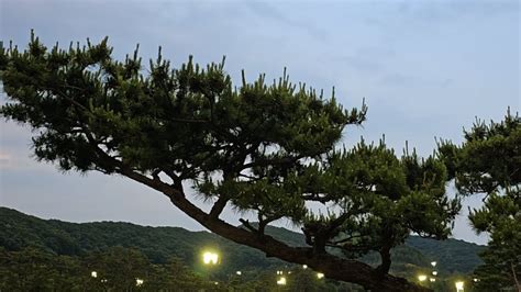 참새가 독수리를 잡으려고 백순이 골린이들 파주cc 골프존 스크린골프 여성골퍼 주말골퍼 초보골퍼 골린이 백순이 백돌이 Youtube